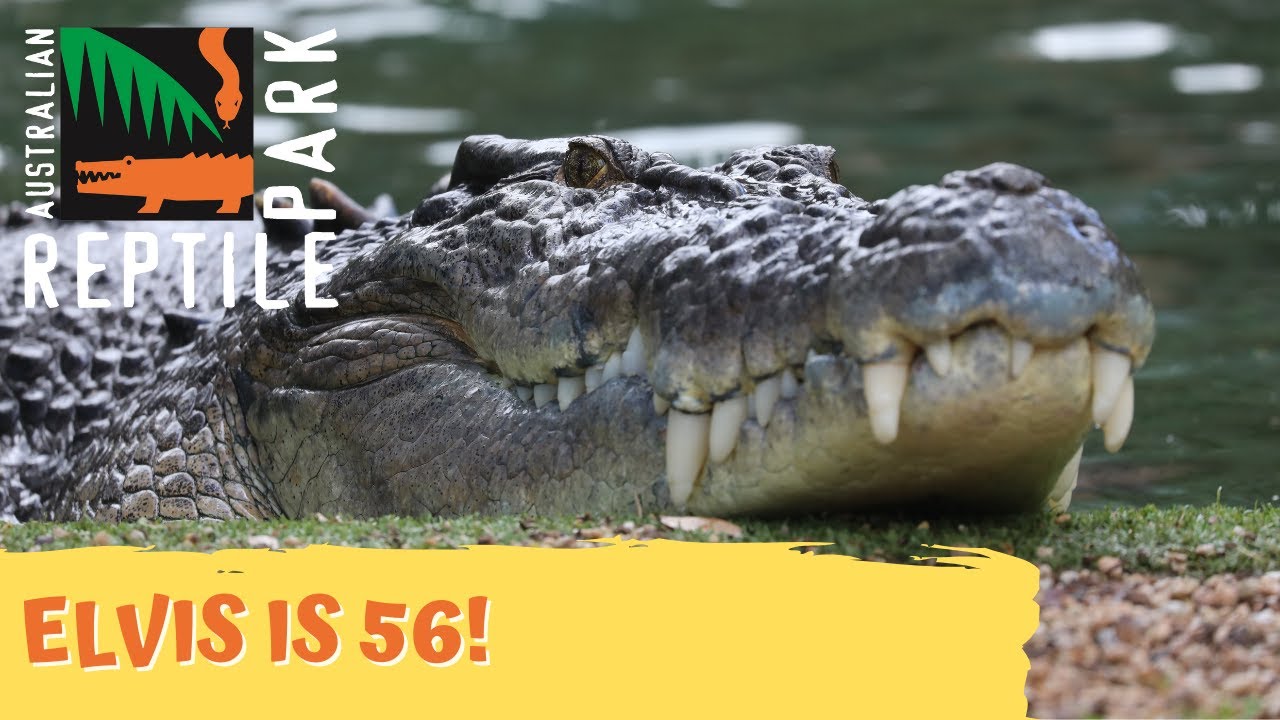 Terrifying crocodile DEATH ROLLS - not for the faint hearted ...