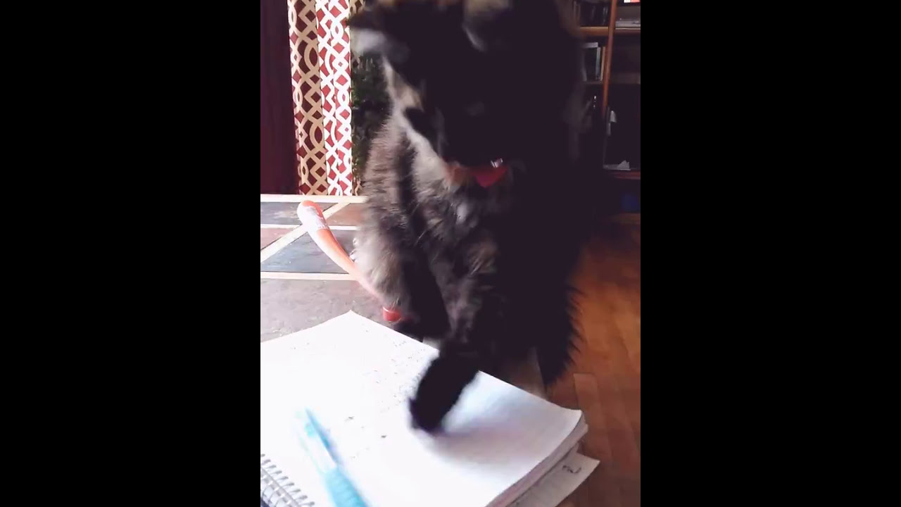 Cute kitten playing with a pen - YouTube