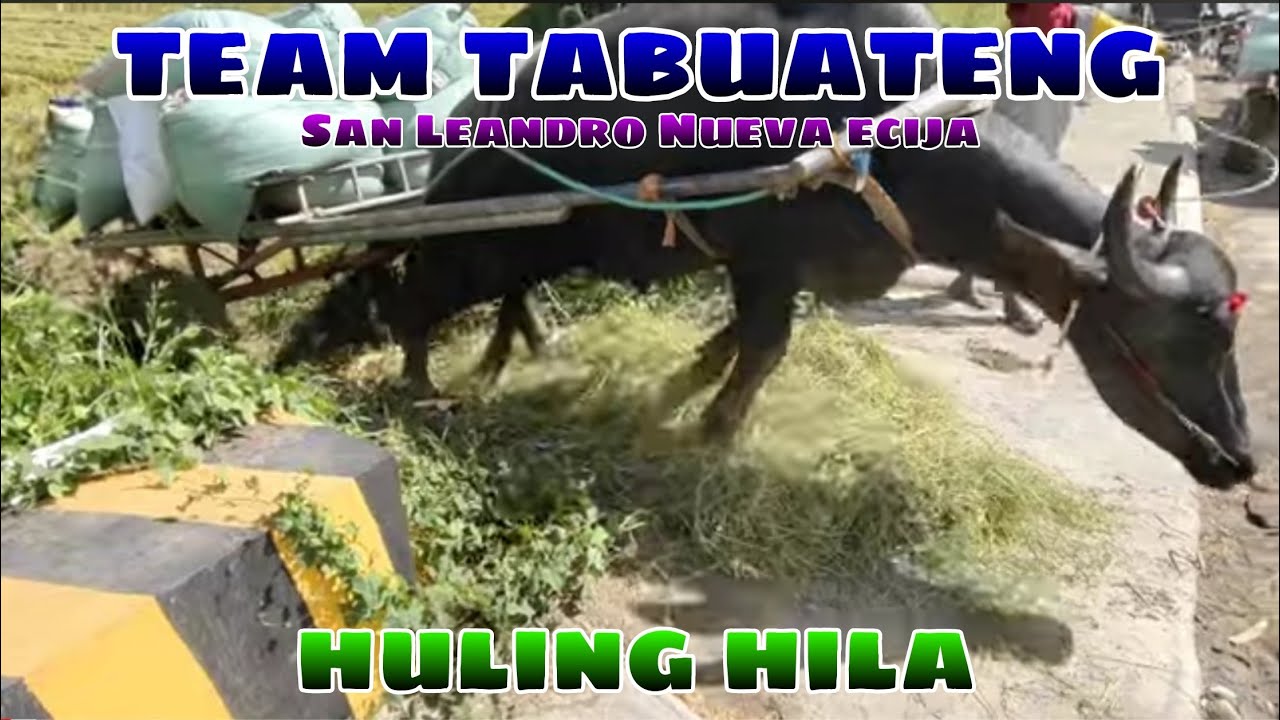 EP,1071. Team tabuateng San Leonardo Nueva ecija huling hila - YouTube