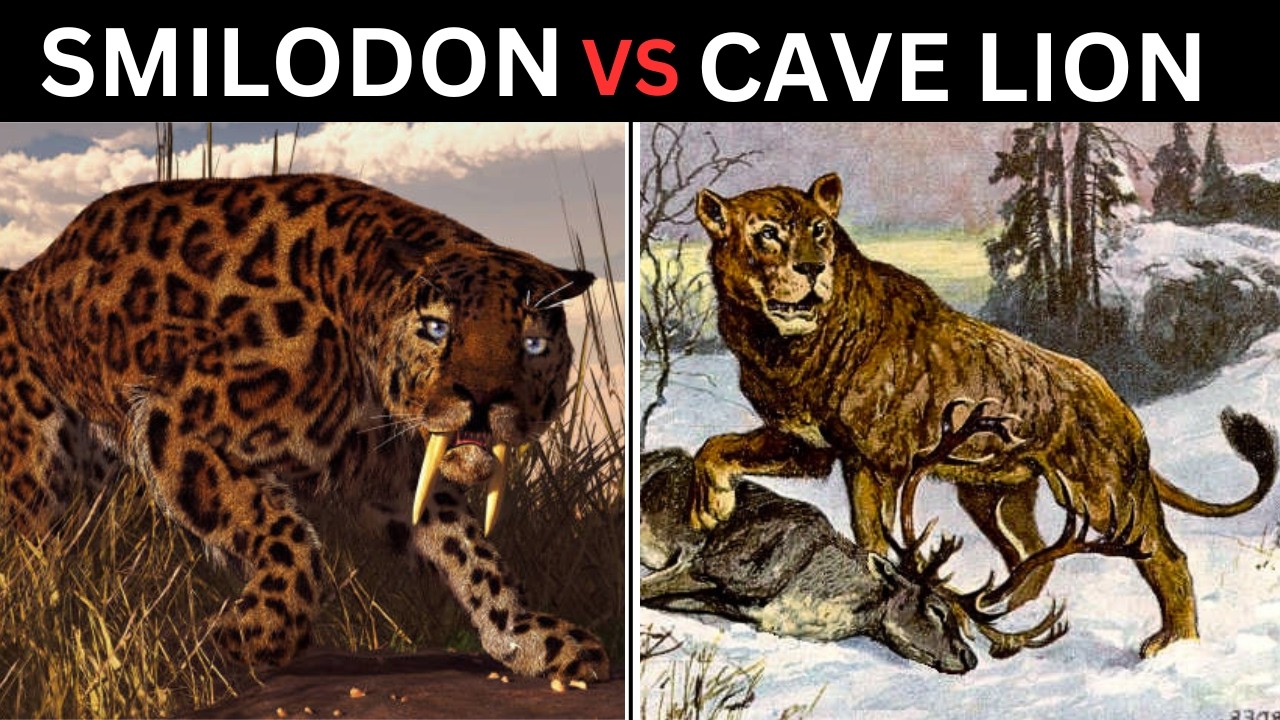 Sabertoothed Cat VS Eurasian Cave Lion - YouTube