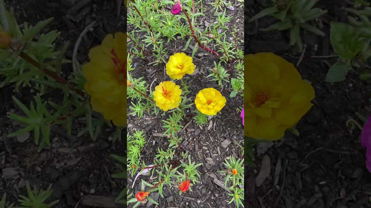 Look At My 10 o’clock Flower 2021 - YouTube