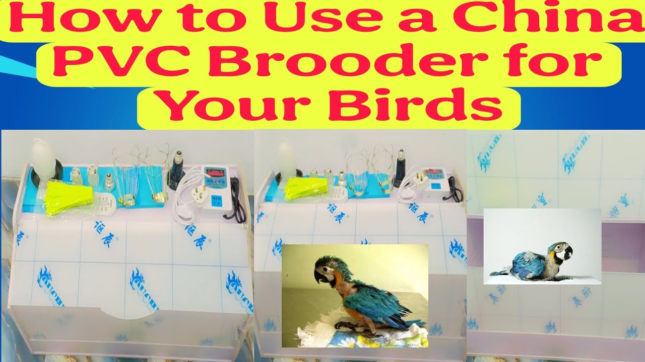 How to Use a China PVC Brooder for Your Birds: Step-by-Step || Parrot ...