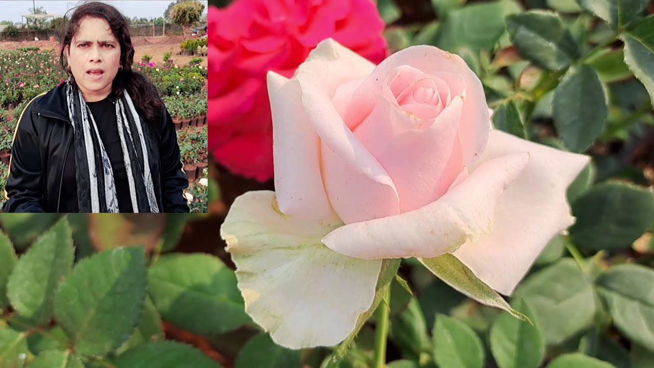Beautiful rose flowers video : 22 #rose #gulab #rosewallpaper - YouTube