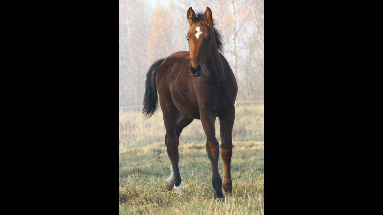 Sparky colt born 2015 (Starpower x Singapore x Carthago) - YouTube