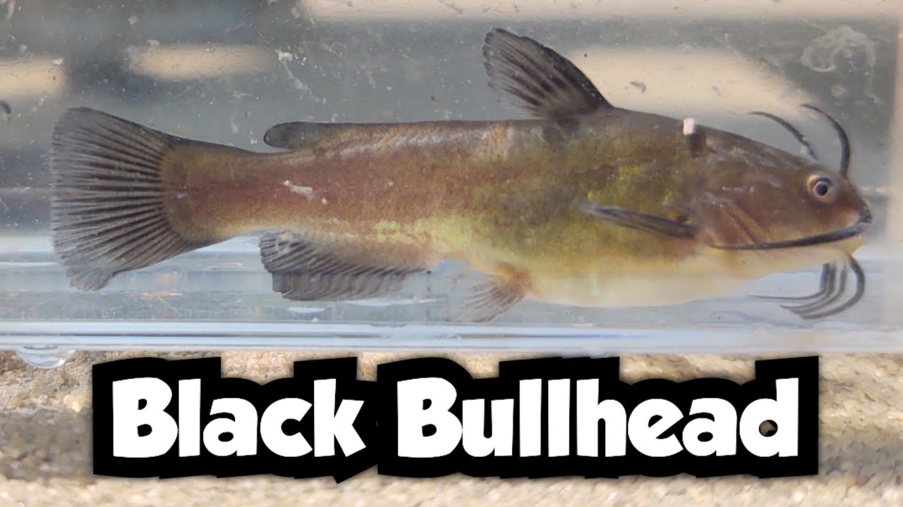 New Species From an Unexpected Spot | Black Bullhead | Wisconsin ...
