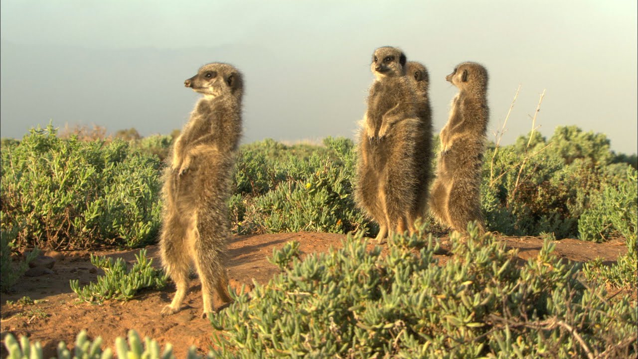 Meerkat Sun-worship - Little Karoo - YouTube