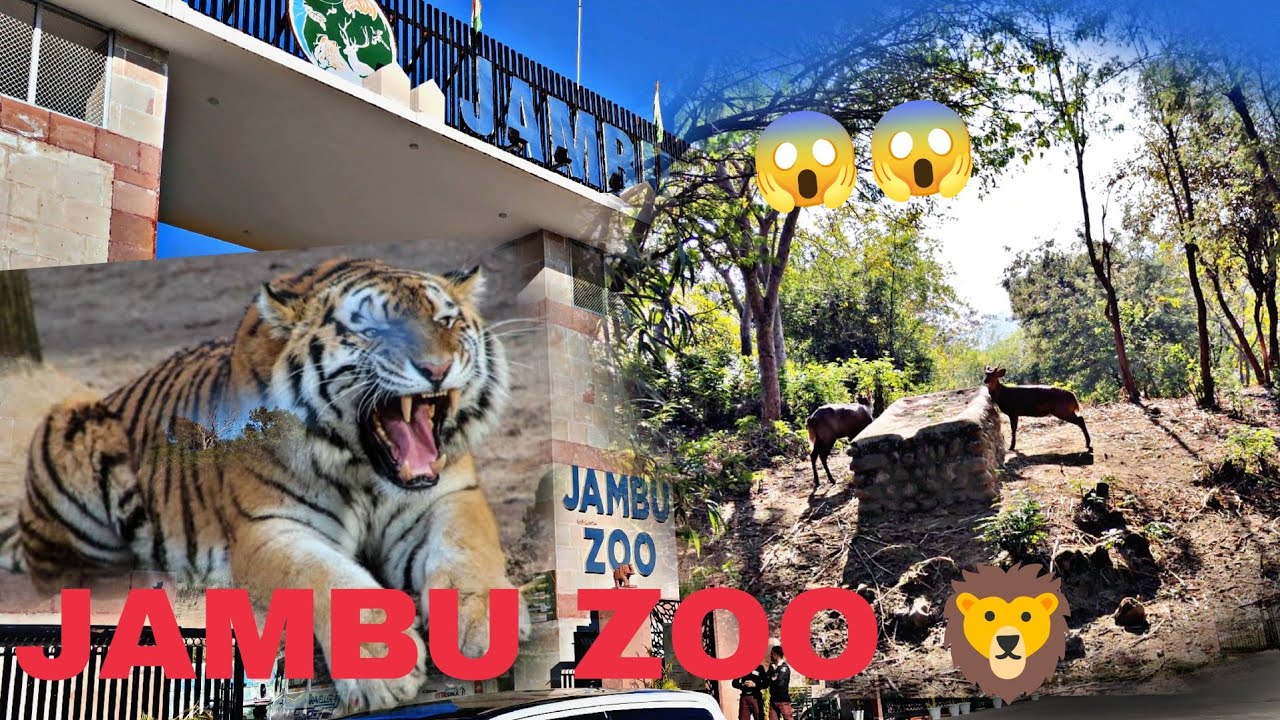 JAMBU ZOO 🦁||BEST ZOO IN JAMMU♥️#jambuzoo #TIGER😱 - YouTube