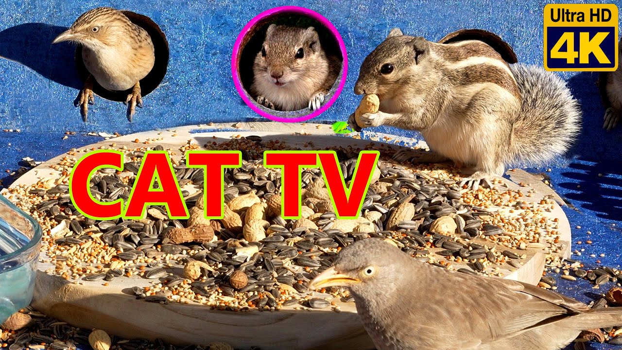 Cat and Dog TV 4K😺 - Chipmunks, Squirrels in the Mouse Jerry Holes, fun ...