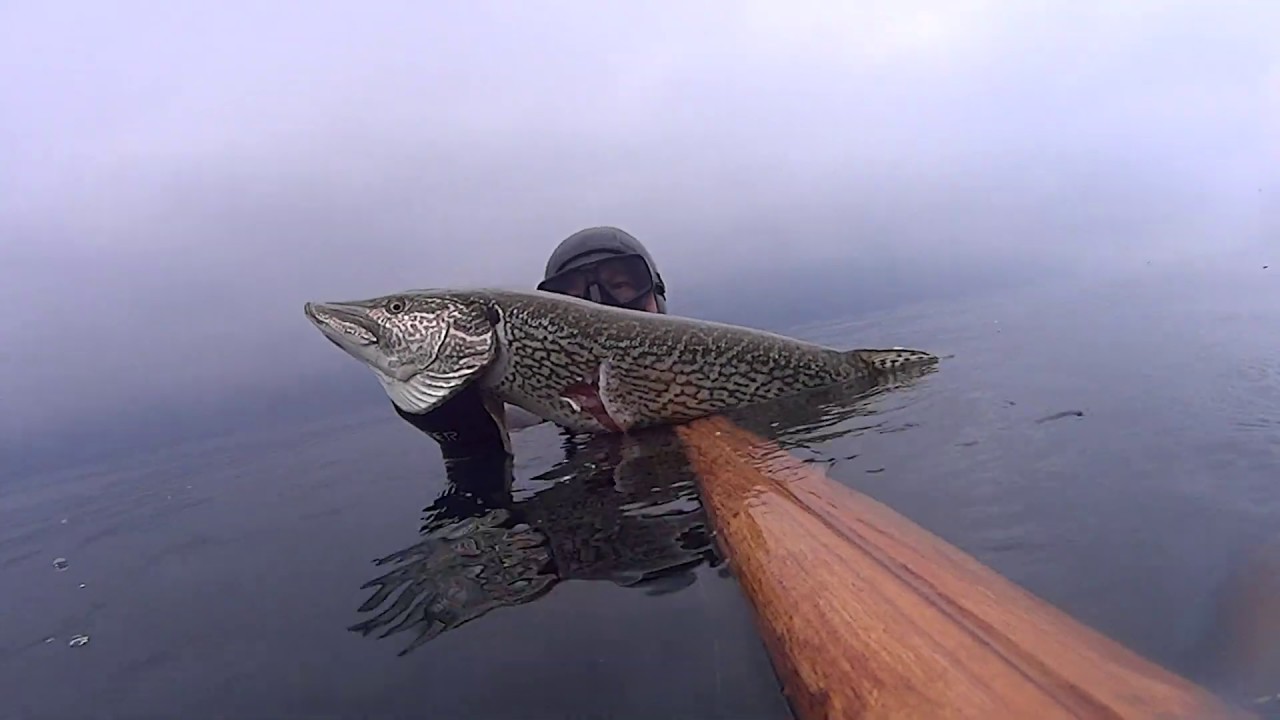 Pesca sub nel torbido, oltre i 20 - Lago di Garda 2019 - YouTube