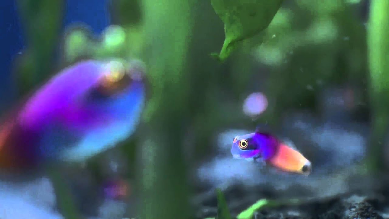 Cadbury Fish Advert - Spots v Stripes (official HD version - 1080p ...