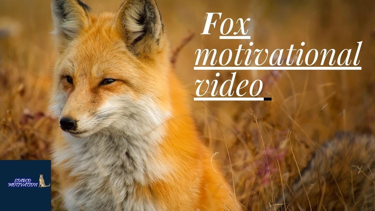 Fox video || fox motivational video || 4k #fox #foxvideo - YouTube