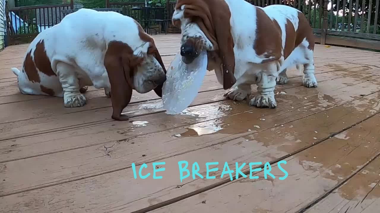 basset hounds break the ice - YouTube