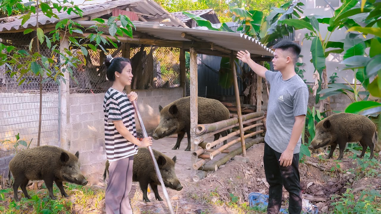 Finally, The page at the wild boar farm of Ly Tieu Nga is completed ...