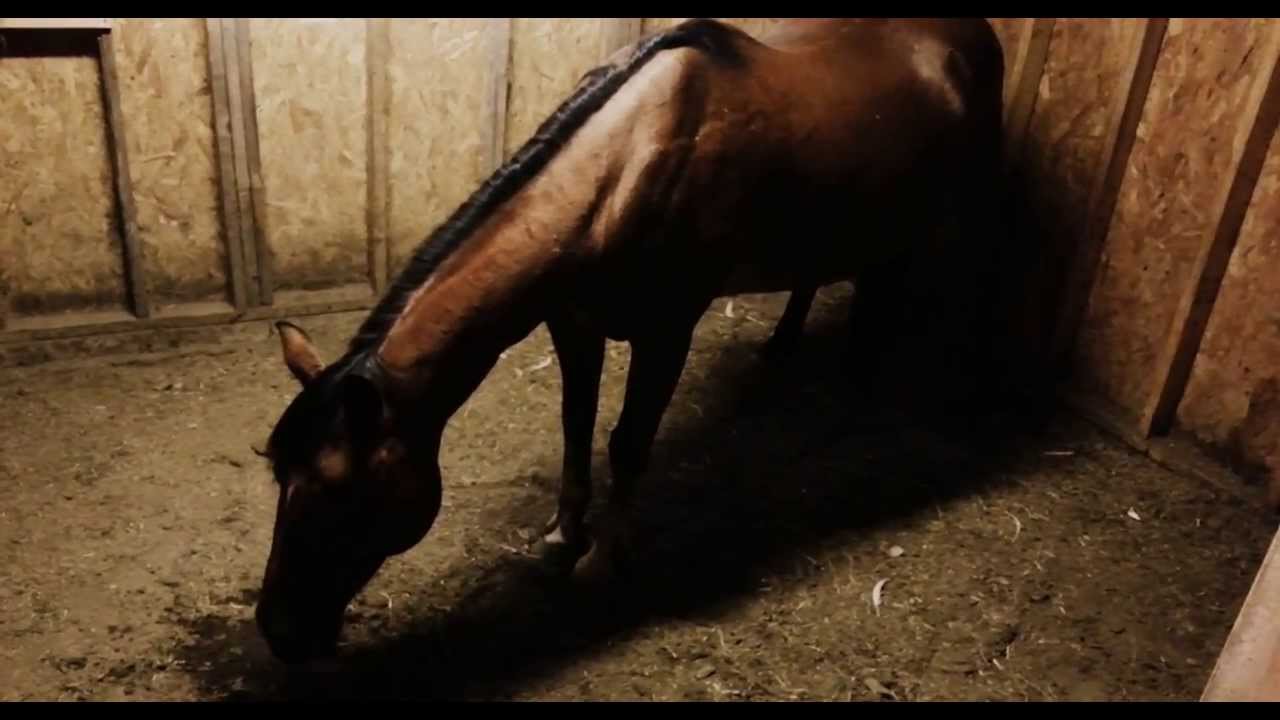 Poor horse on drugs. - YouTube