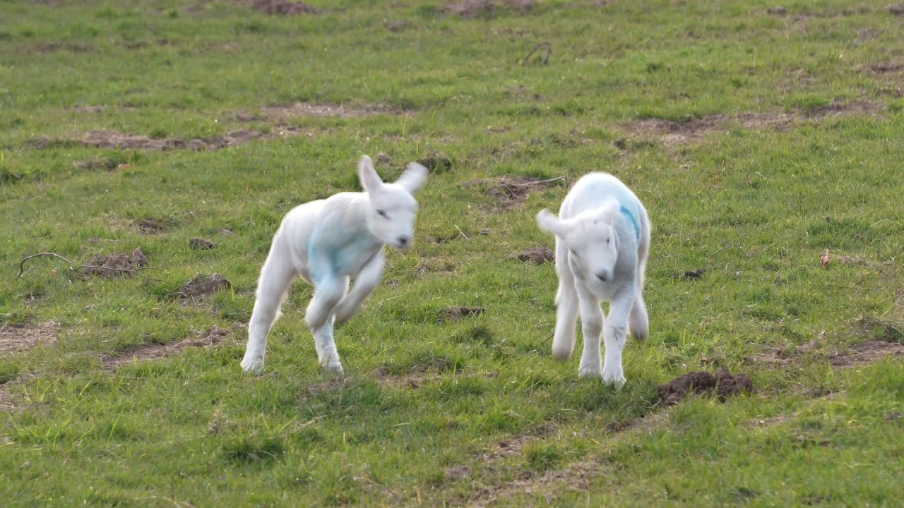 Jumping Spring Lambs 2020 - YouTube