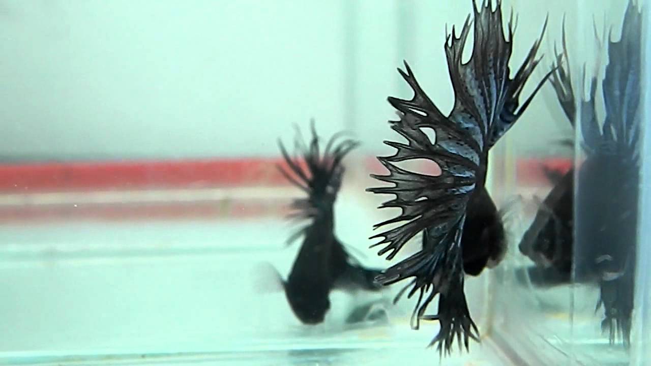 pez betta corona blue lace - YouTube