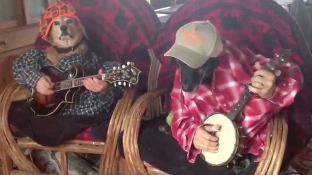 Cute Dogs Play Banjos - YouTube