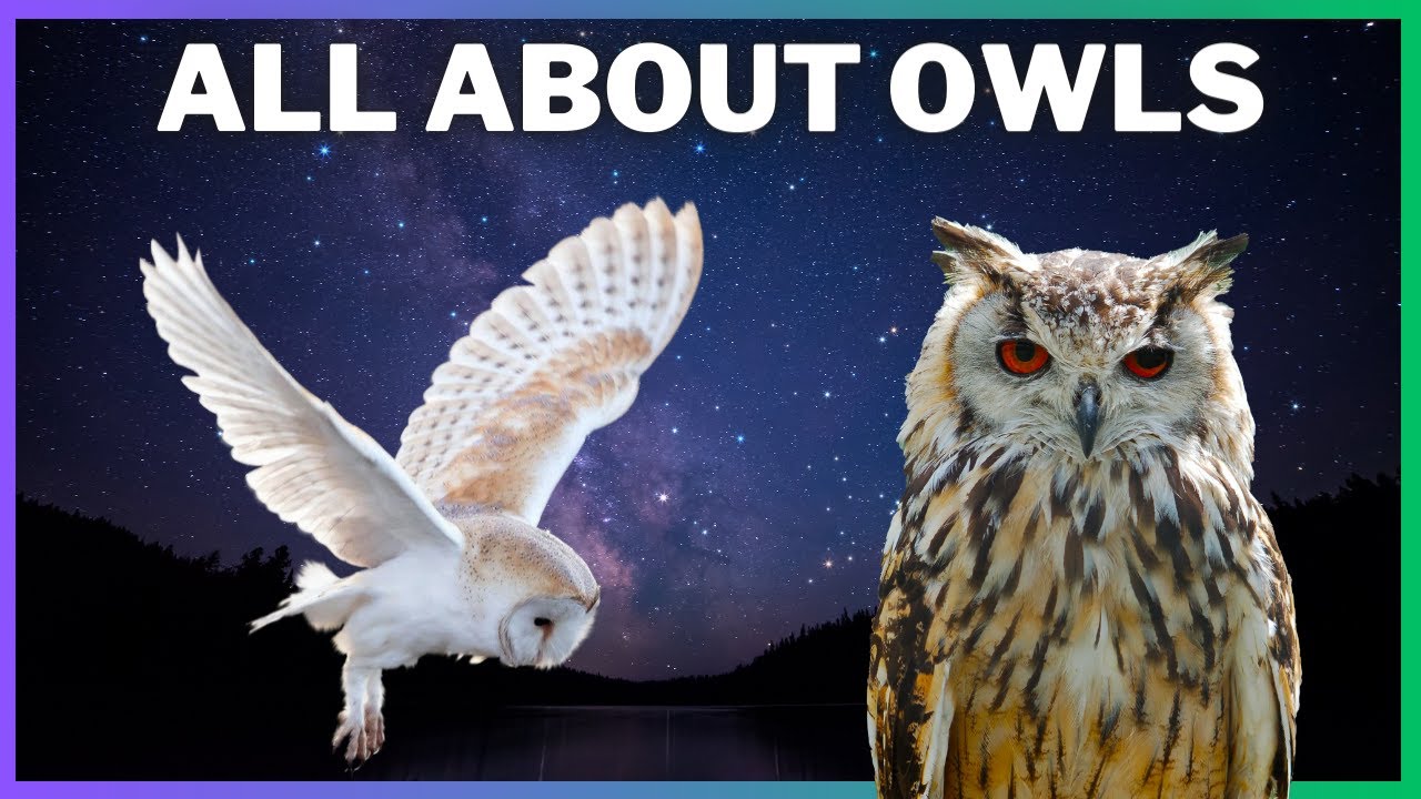 All About Owls - Educational Video for Kids - YouTube