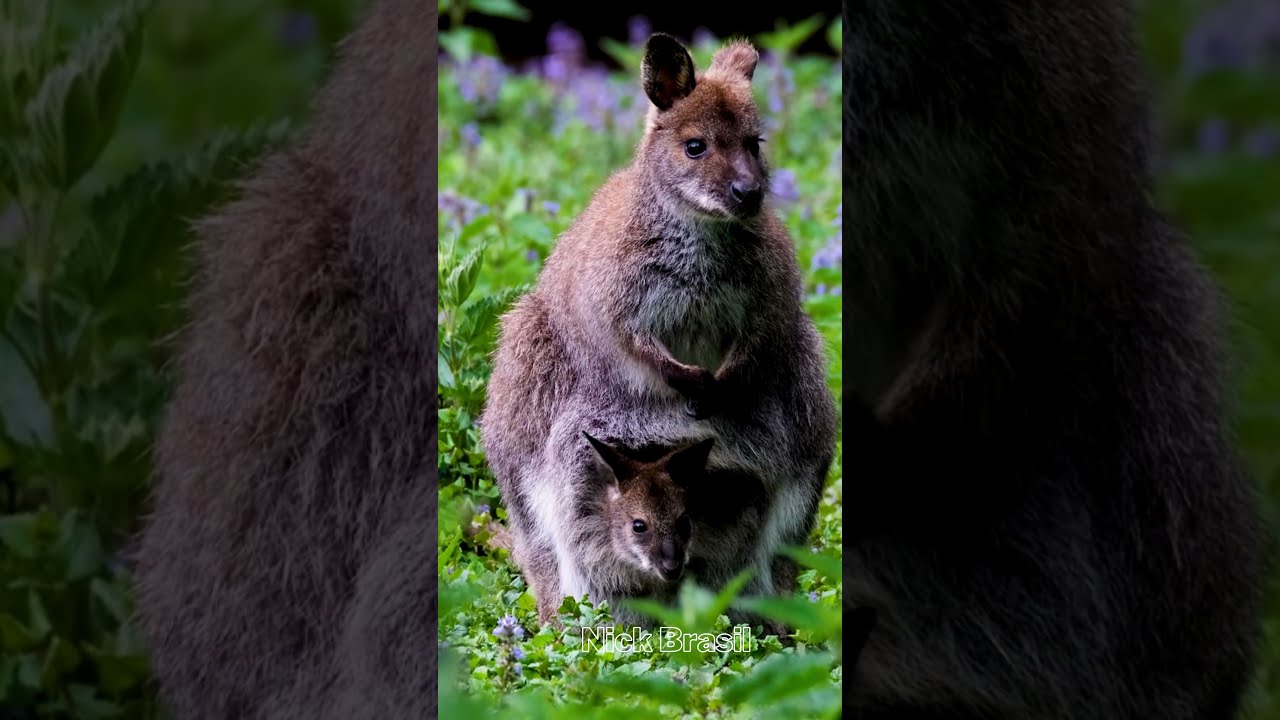 Mamãe Canguru e seu filhote na bolsa - kangaroo - YouTube