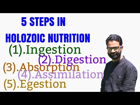 5 STEPS IN HOLOZOIC NUTRITION BY BioClasses - YouTube
