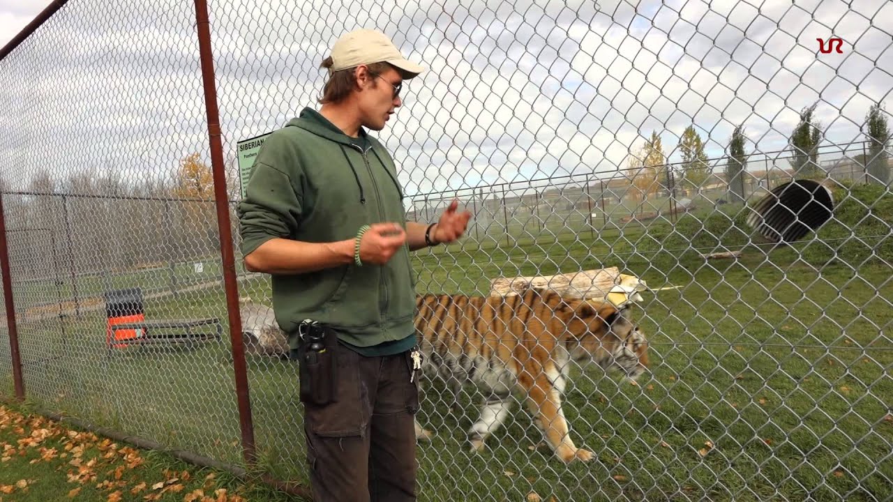 Zookeeper talks about Siberian Tiger - YouTube