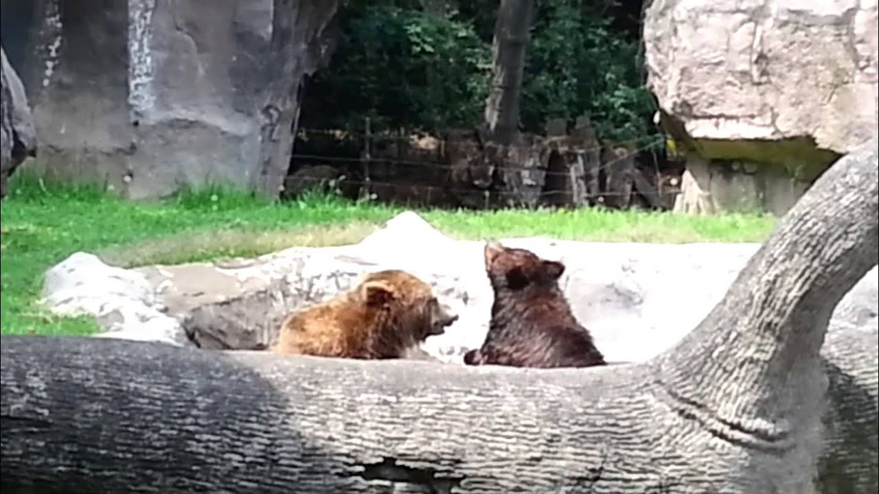 Osos Besucones (oso pardo) - YouTube