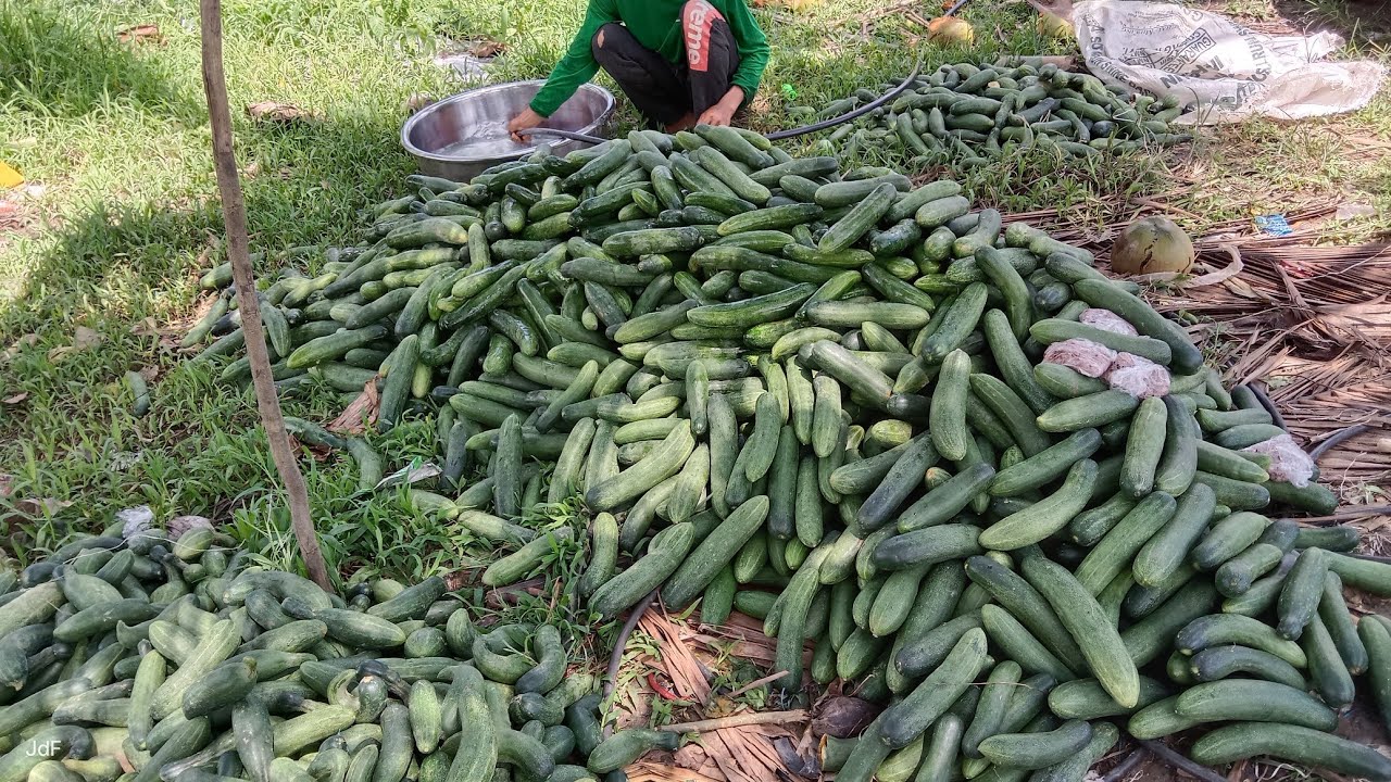 12TH HARVEST CUCUMBER, LEGA C F1 || 4TH WEEK NA HARVESAN - YouTube