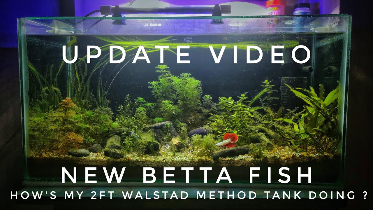 (LOW TECH) WALSTAD METHOD TANK update video.(Adding new betta fish to ...