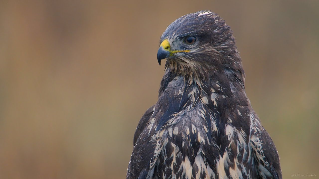 Common Buzzards sounds like mouse. GH5 4k - YouTube