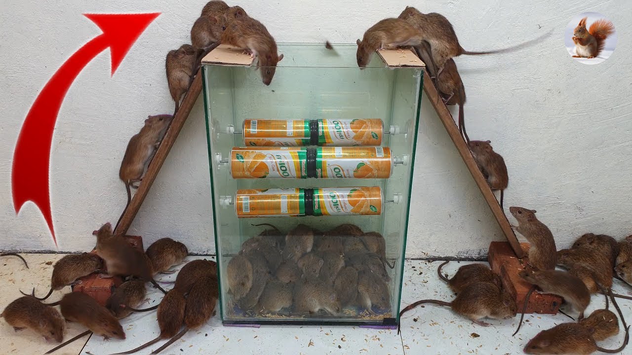 Homemade rat traps best with beer cans / The place with the most rats ...