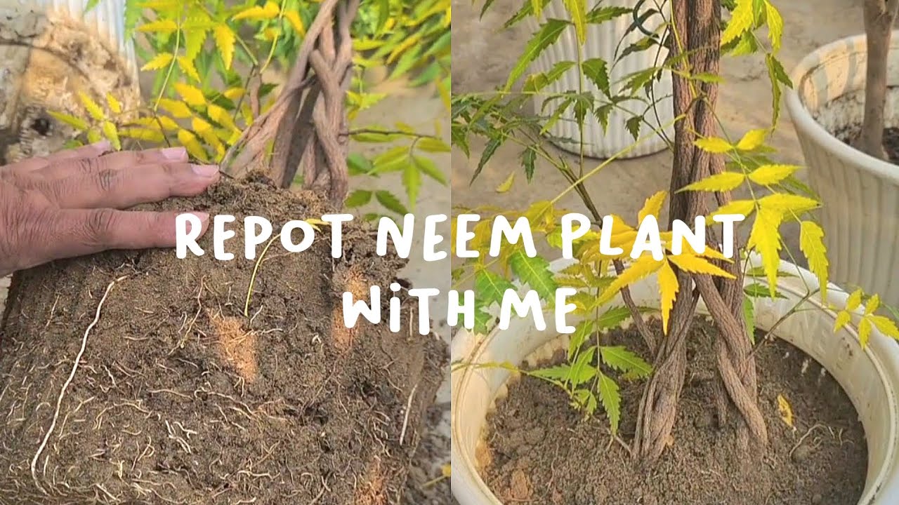 How to grow Neem at home | Repotting Neem plant | Repot Neem Plant with ...