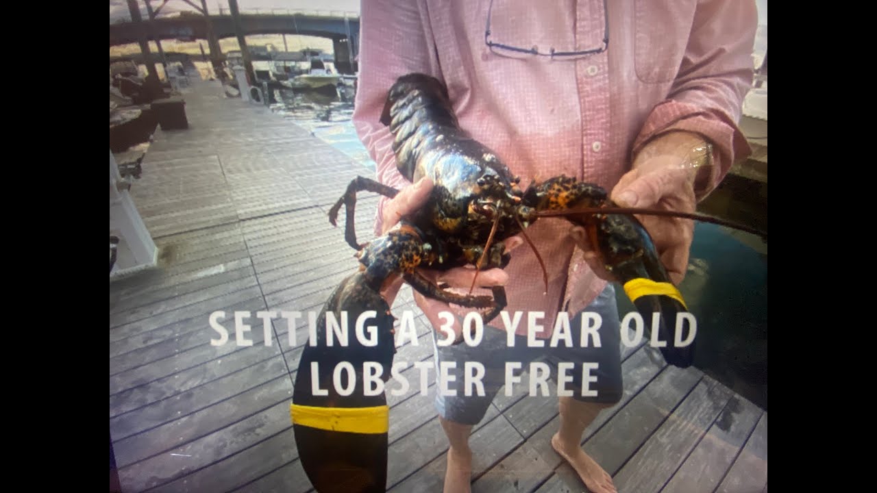 Setting a 30-year-old lobster free - YouTube