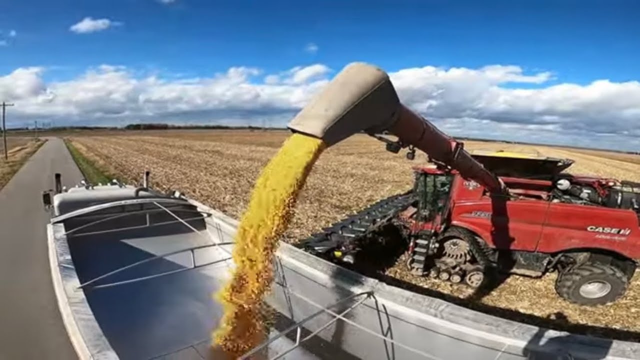 Last Week of the 2021 Harvest On a Midwestern Farm In the United States ...
