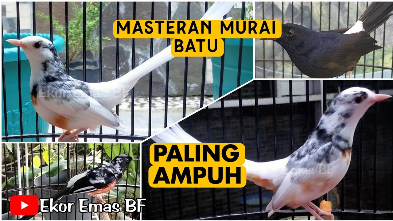 MASTERAN BURUNG MURAI BATU PALING AMPUH. - YouTube