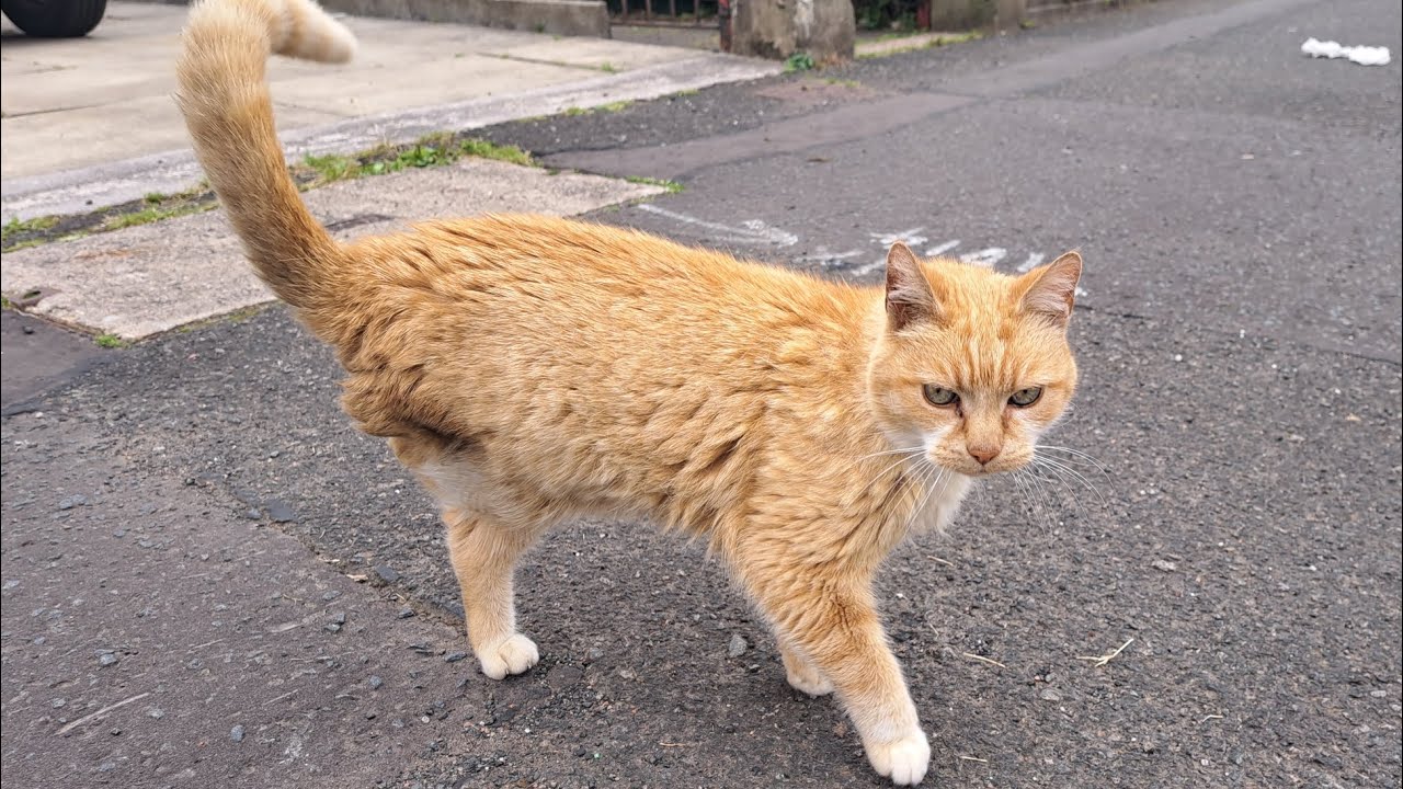 Cute three legged Cat - YouTube