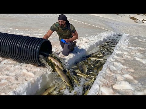 Fish Came Straight to My Snow Shelter