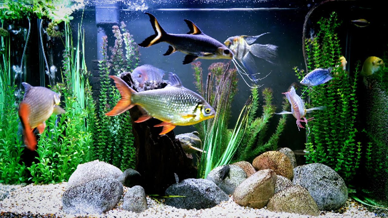 5 Fish Combinations That Didn't Work - And What We Can Learn From Them ...