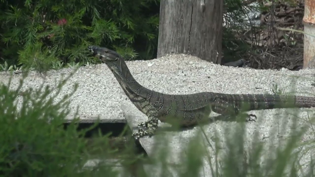Young tree goanna - YouTube