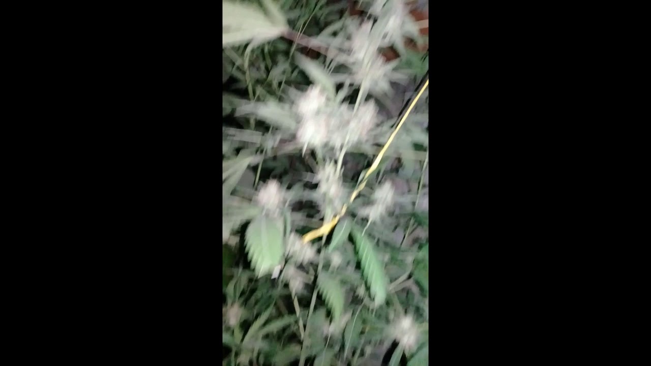 verdadera planta de kripy corinto Cauca Colombia marihuana de alta ...