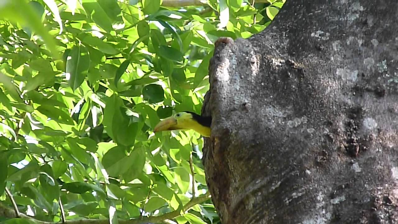 Ramphastos sulfuratus - Keel-billed toucan (a toucan chick in its nest ...