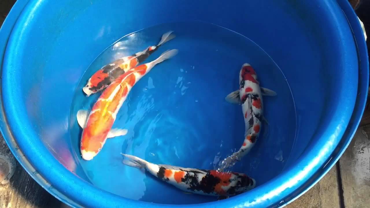 Kohaku Dainichi koi farm(male),Showa Sakai FF(female),Showa - YouTube