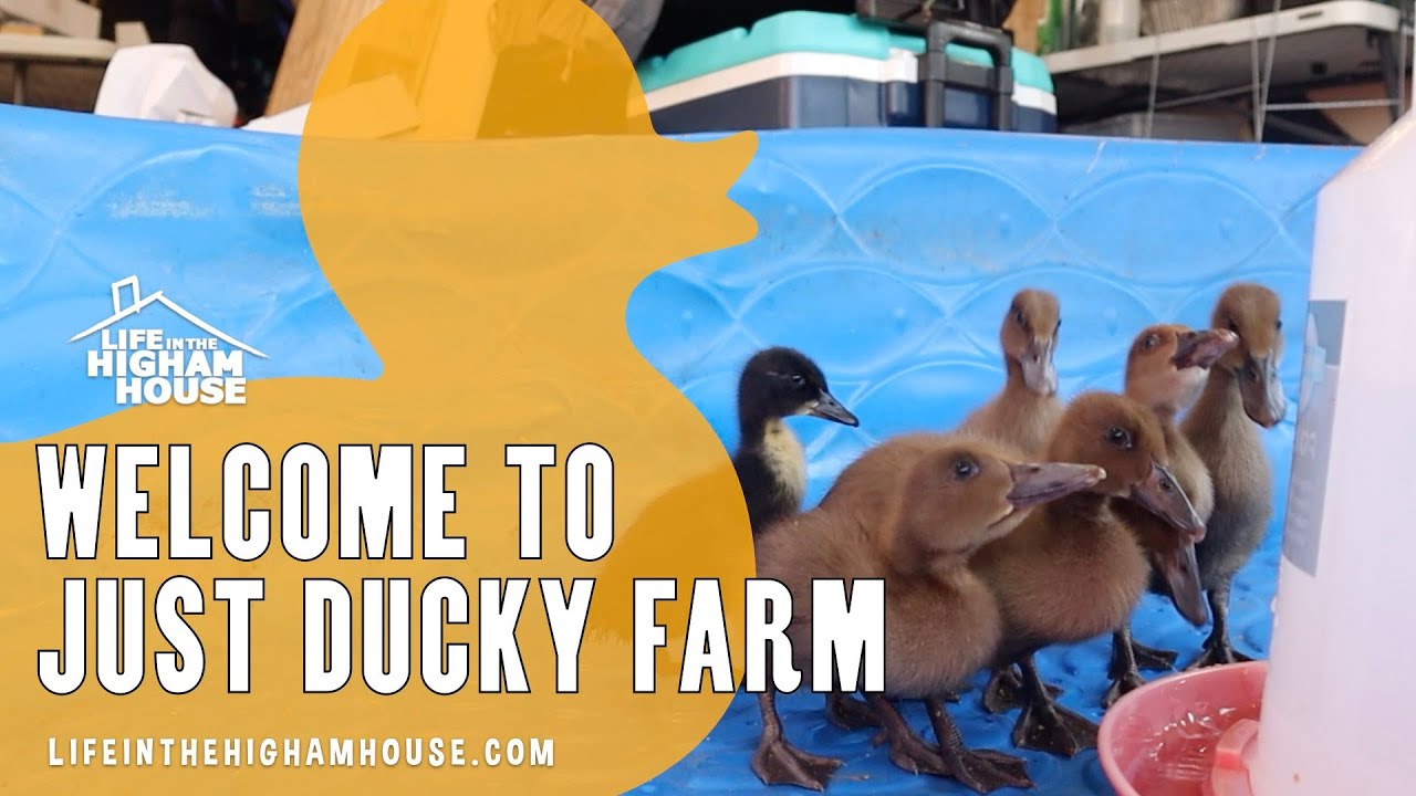 Welcome to Just Ducky Farm - YouTube