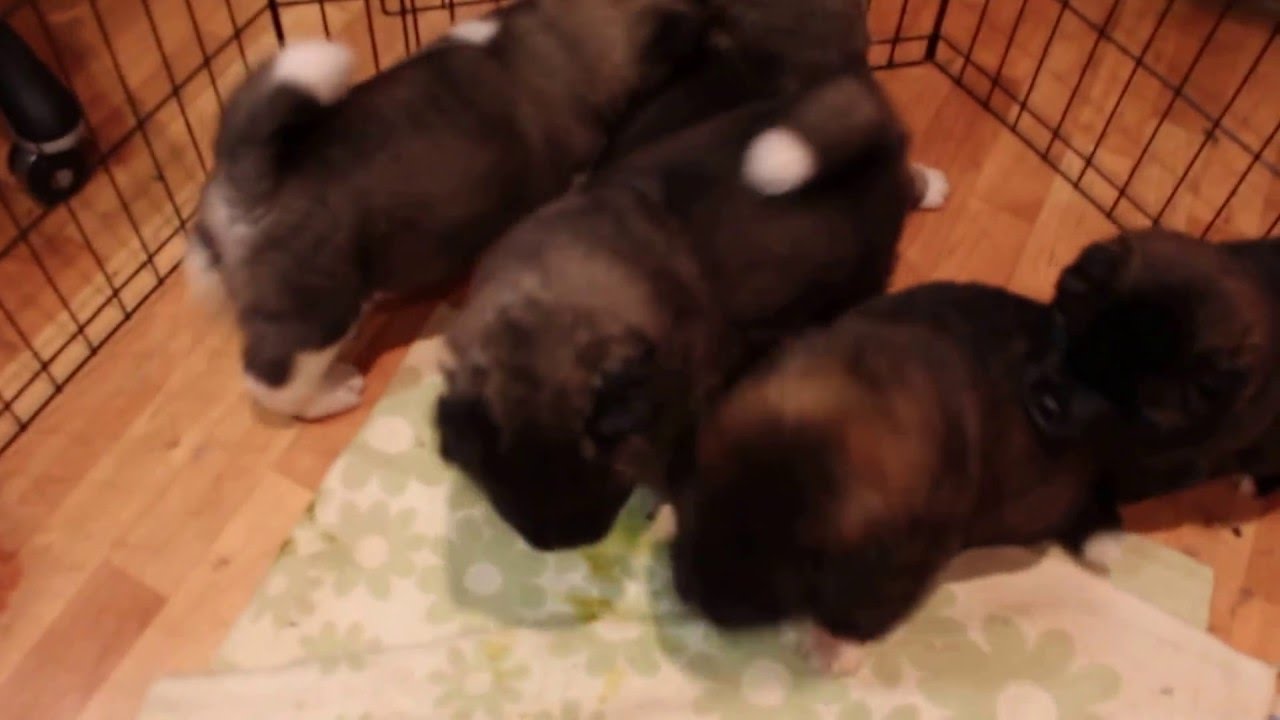 New 6 puppies! - YouTube