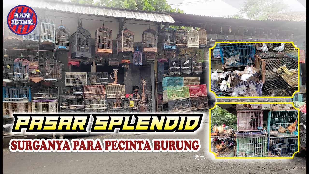 Pasar Burung Splendid Malang || Surganya Para Pecinta Burung di Kota ...