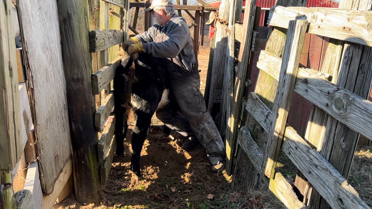 Performing surgery on some bulls, how to make steers cut castrating ...