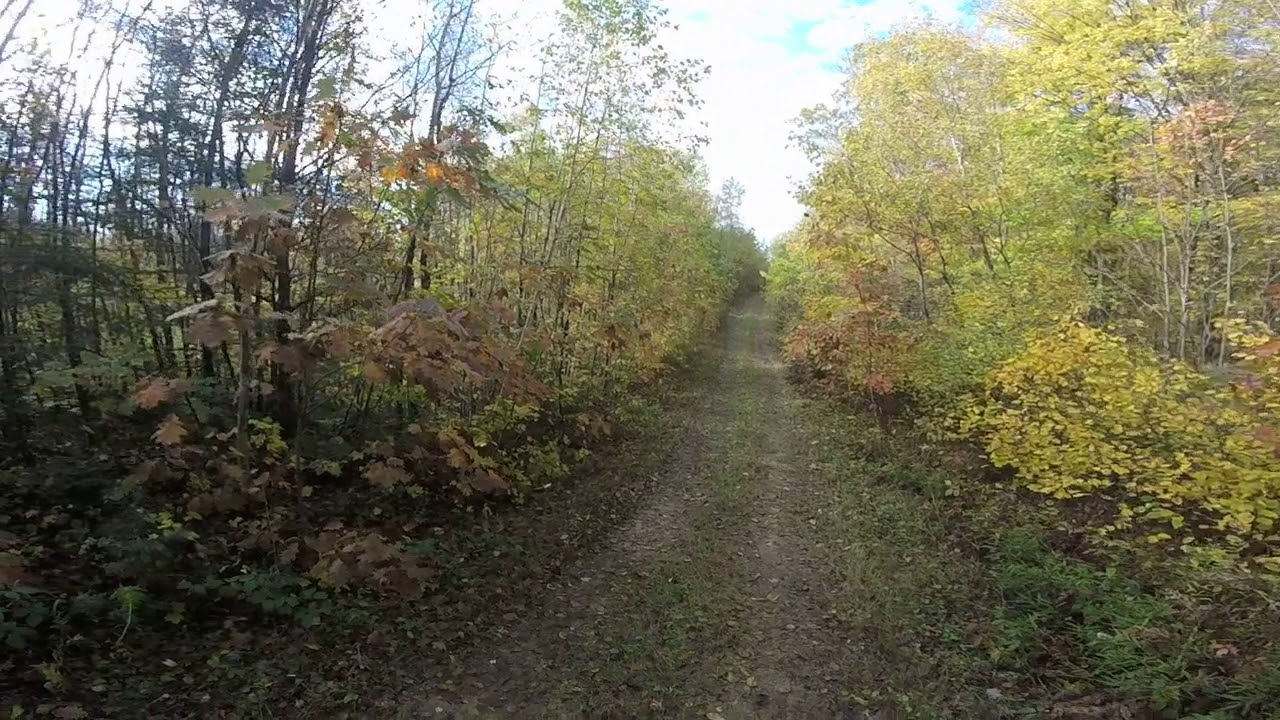 Northern Wisconsin Ruffed Grouse Hunting (10) - YouTube