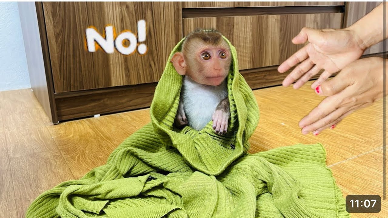 monkey Diana stole her mother's dress to wear to be beautiful - YouTube