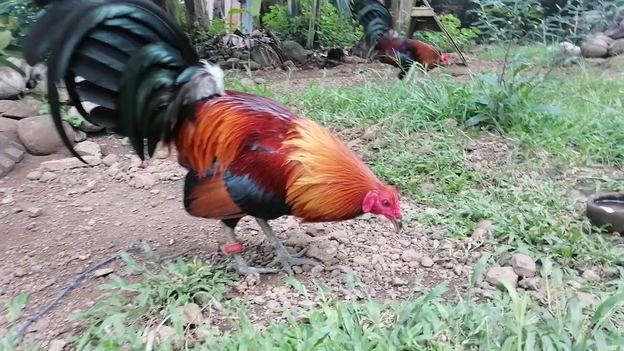 MANOK PANABONG - Lemon cross Hatch - YouTube