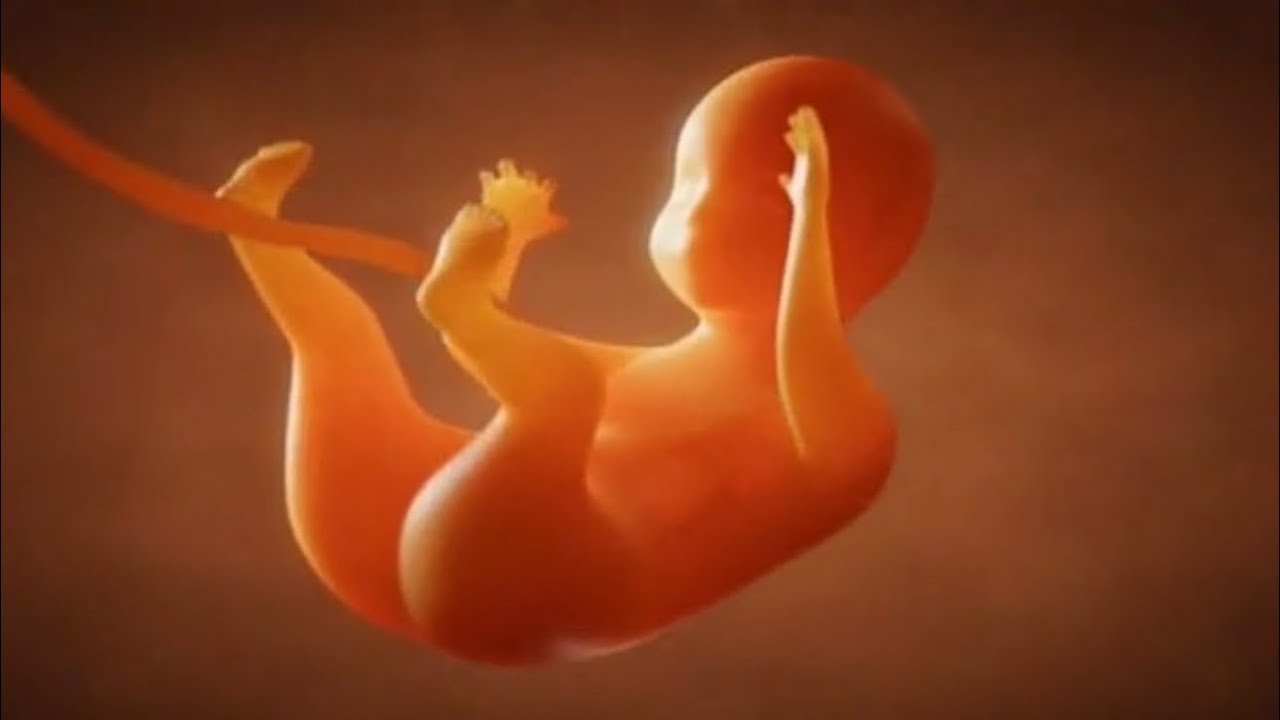 3D Visualization from Conception to Birth #pregnancy #pregnancyjourney ...