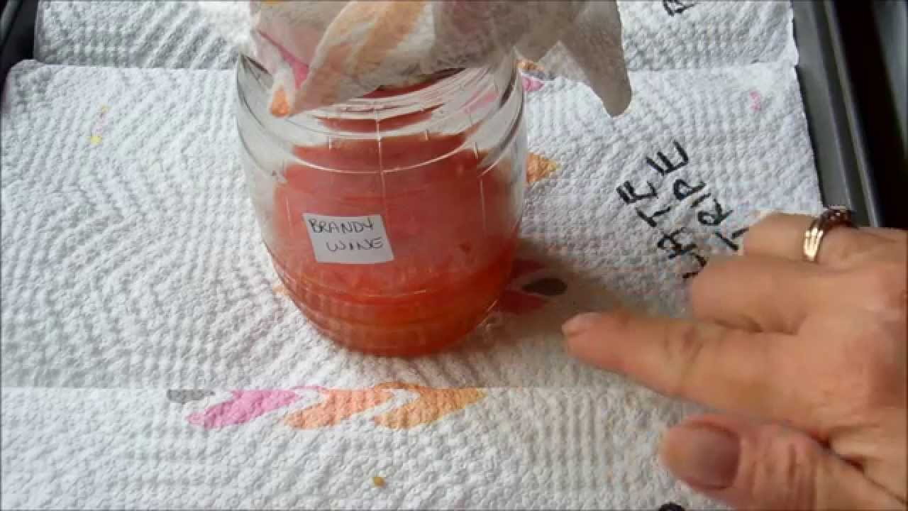 Fermenting tomato seeds - YouTube